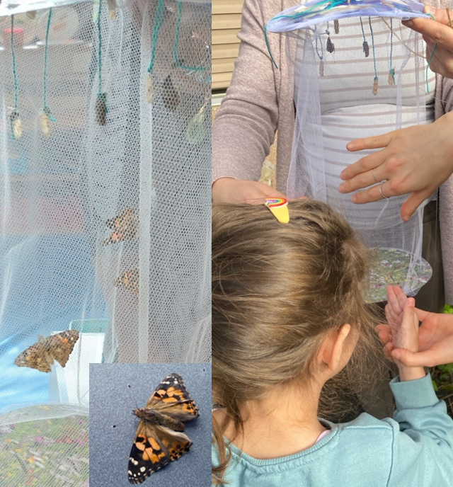 Metamorphose - von der Raupe zum Schmetterling